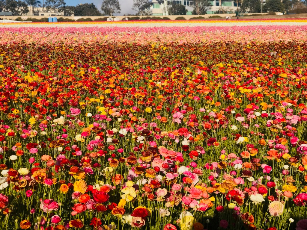 Petal to Plate Picnic in The Flower Fields – Dine, Travel & Entertainment
